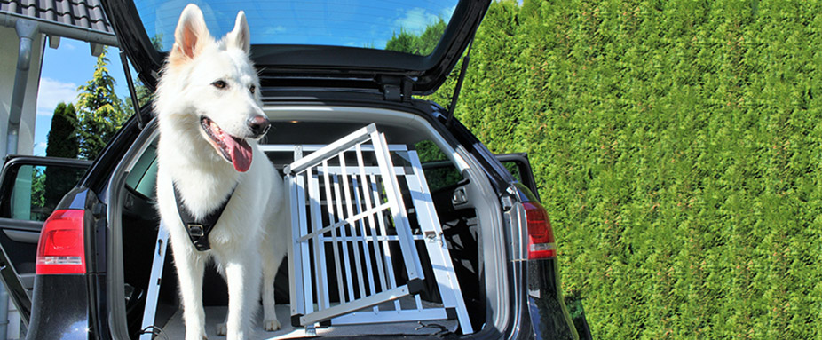Hundebox, Gurt, Gitter: Hundetransport-Systeme im Vergleich | ADAC