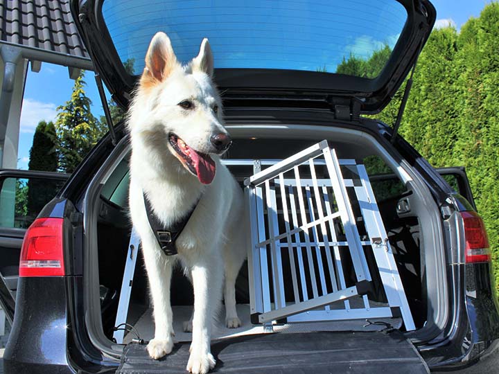 Hundetransport-Systeme im Vergleich | ADAC